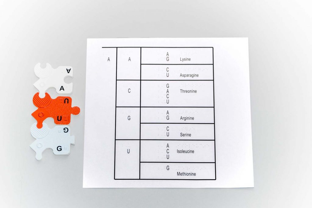 Protein Synthesis Kit | American Printing House
